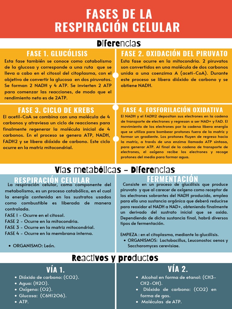 Fases de La Respiración Celular | PDF | Respiración celular | Trifosfato de adenosina