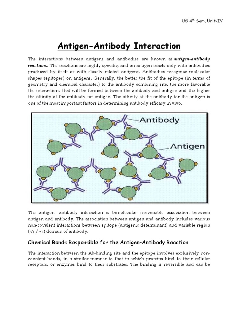 Antigen-Antibody Interaction Mechanisms | PDF | Antibody | Complement ...