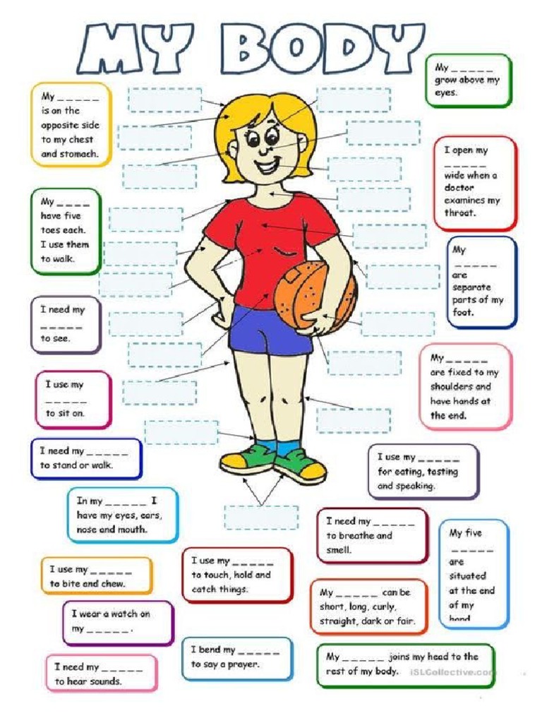 My Body Worksheet 1 | PDF