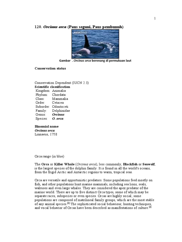120.orcinus Orca | PDF | Killer Whale | Cetacea