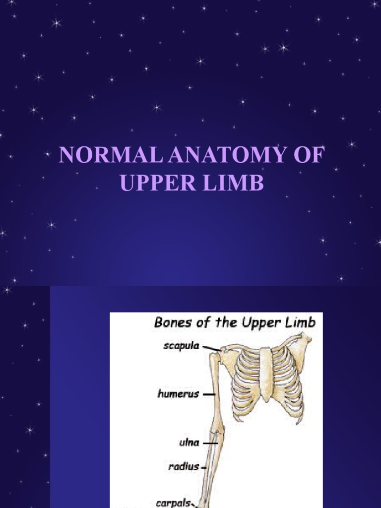 Upper Limb and Pelvis Anatomy Overview | PDF | Pelvis | Knee