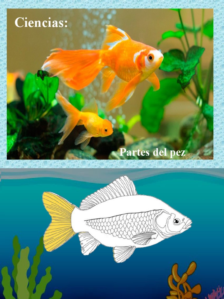 Partes del pez: Guía educativa | PDF | Ciencia y matemáticas