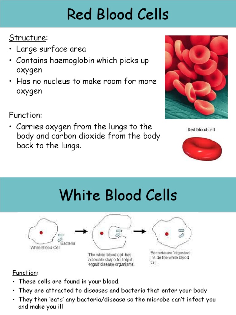 Specialised Cells Information Sheets | PDF | Cell (Biology) | Lung