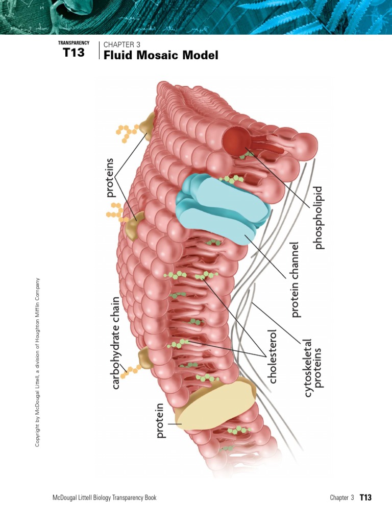 Fluid Mosaic Model | PDF