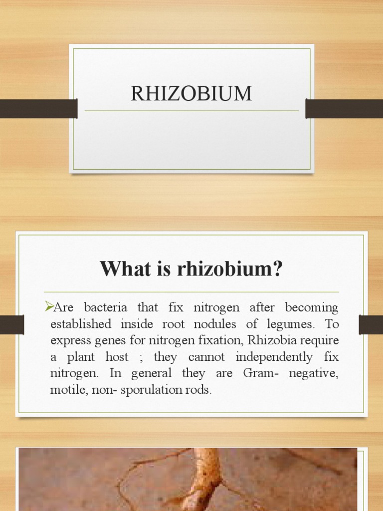 RHIZOBIUM | PDF