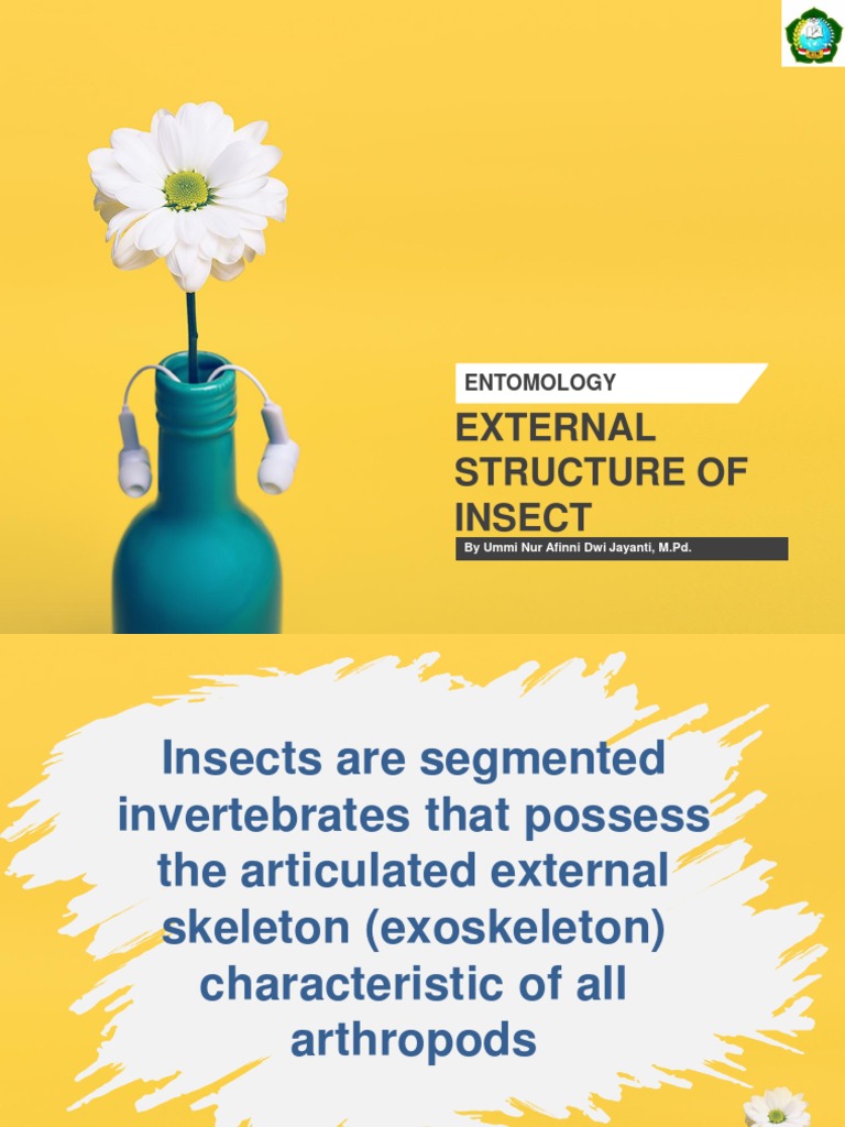 External Structure of Insect | PDF | Fly | Insects