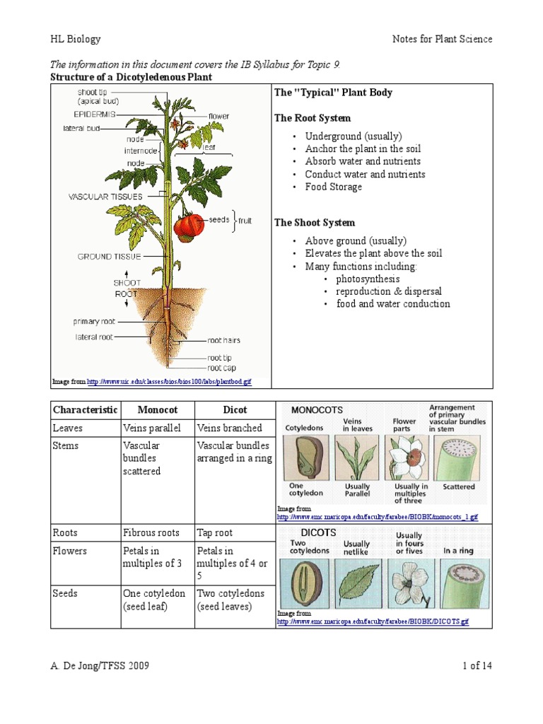 Plant Science Notes | PDF | Leaf | Plant Stem