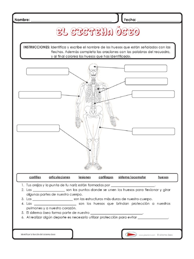 Sistema Oseo Cuarto Basico Pdf
