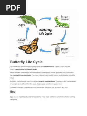 Metamorphosis Butterfly Cycle