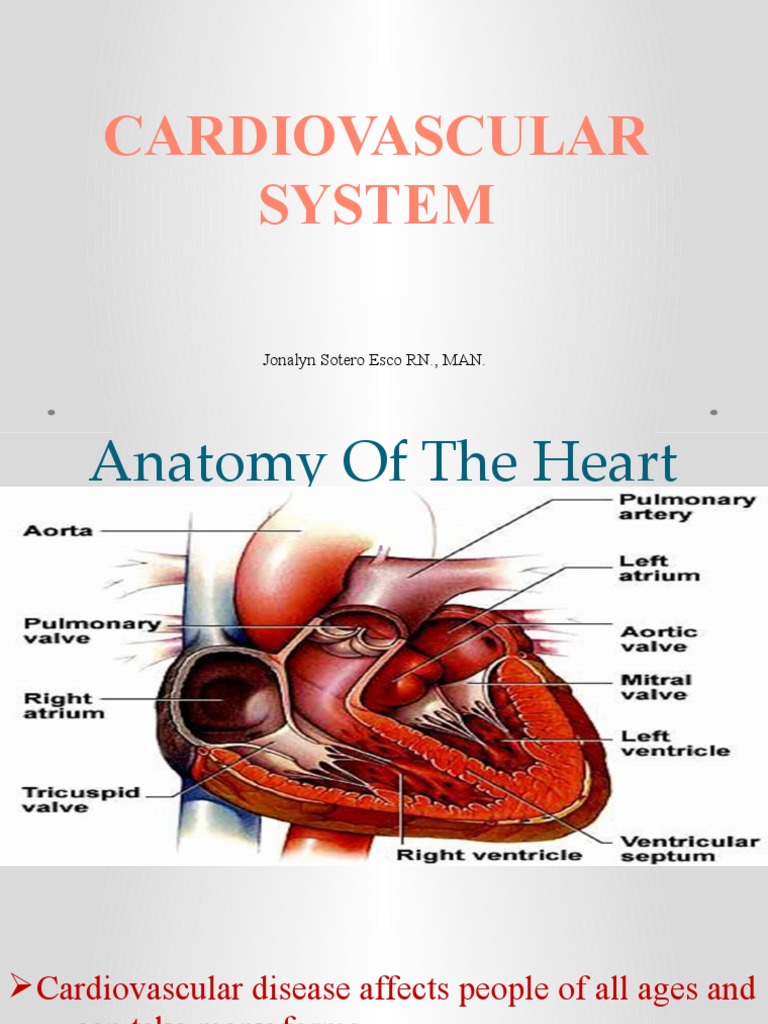 Clinical Assessment of the Heart | PDF | Pulse | Heart