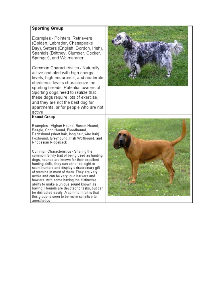 The Seven Major Dog Groups | PDF | Herding Dogs | Terriers
