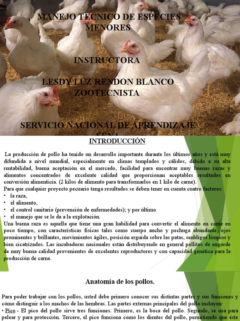 Curso de Pollo | PDF | Aves | Clima