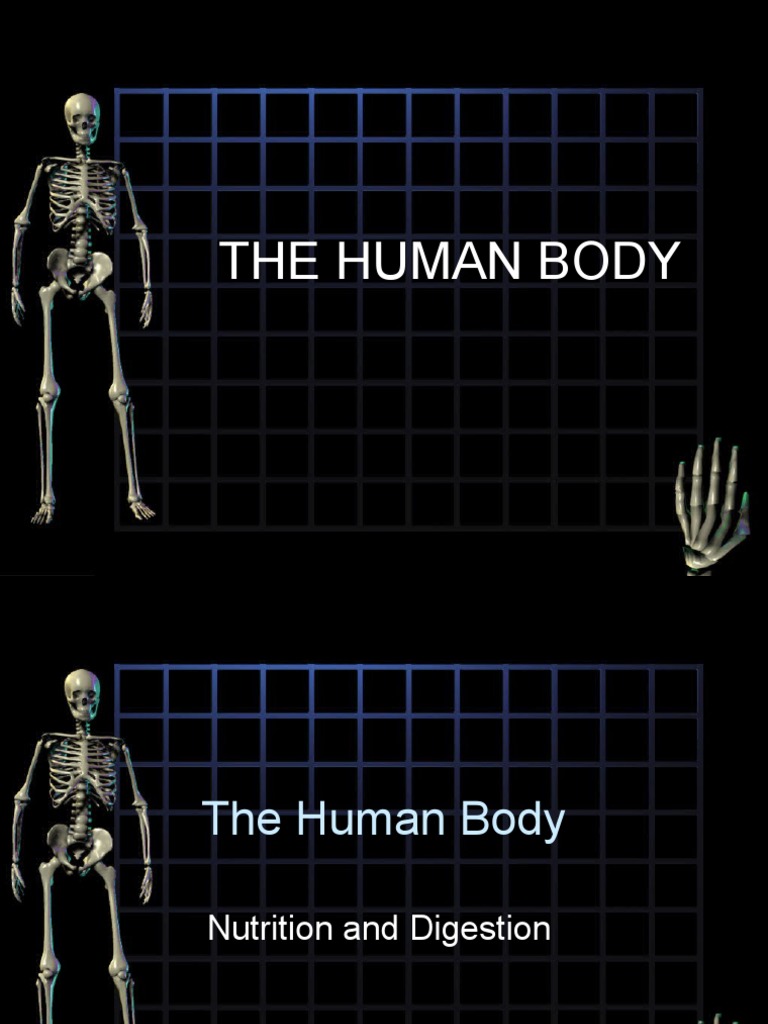 Human Body PowerPoint | PDF | Sexual Reproduction | Human Digestive System