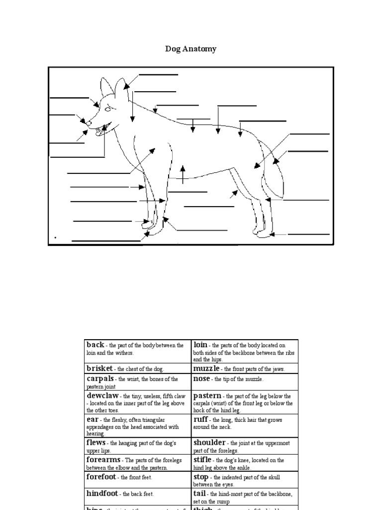 Dog Anatomy: Body Parts Explained | PDF | Science & Mathematics