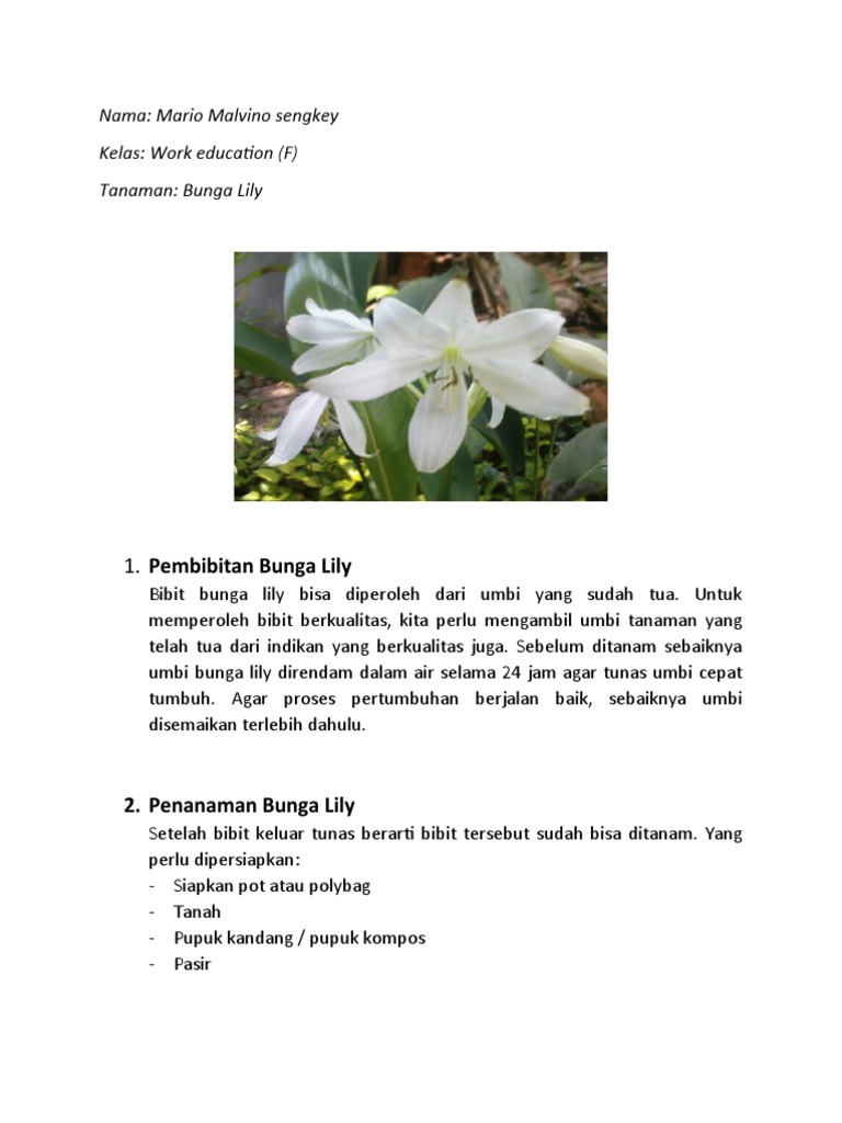 Budidaya Bunga Lily | PDF