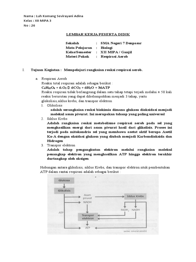 LKPD - Metabolisme (Katabolisme - Respirasi Aerob) | PDF | Sains & Matematika