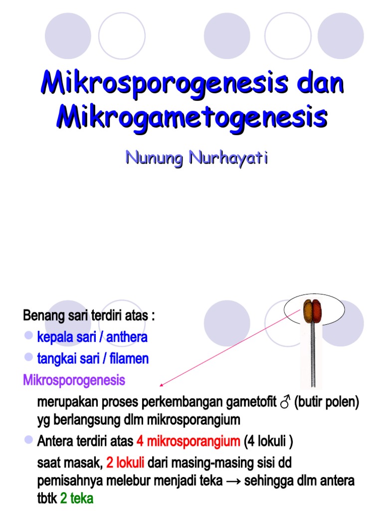 5.mikrosporogenesis Dan Mikrogametogenesis | PDF
