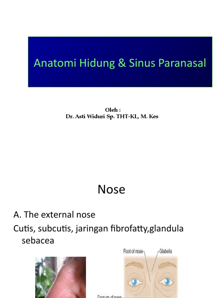Anatomi Hidung & Sinus Paranasal | PDF | Human Nose | Musculoskeletal ...