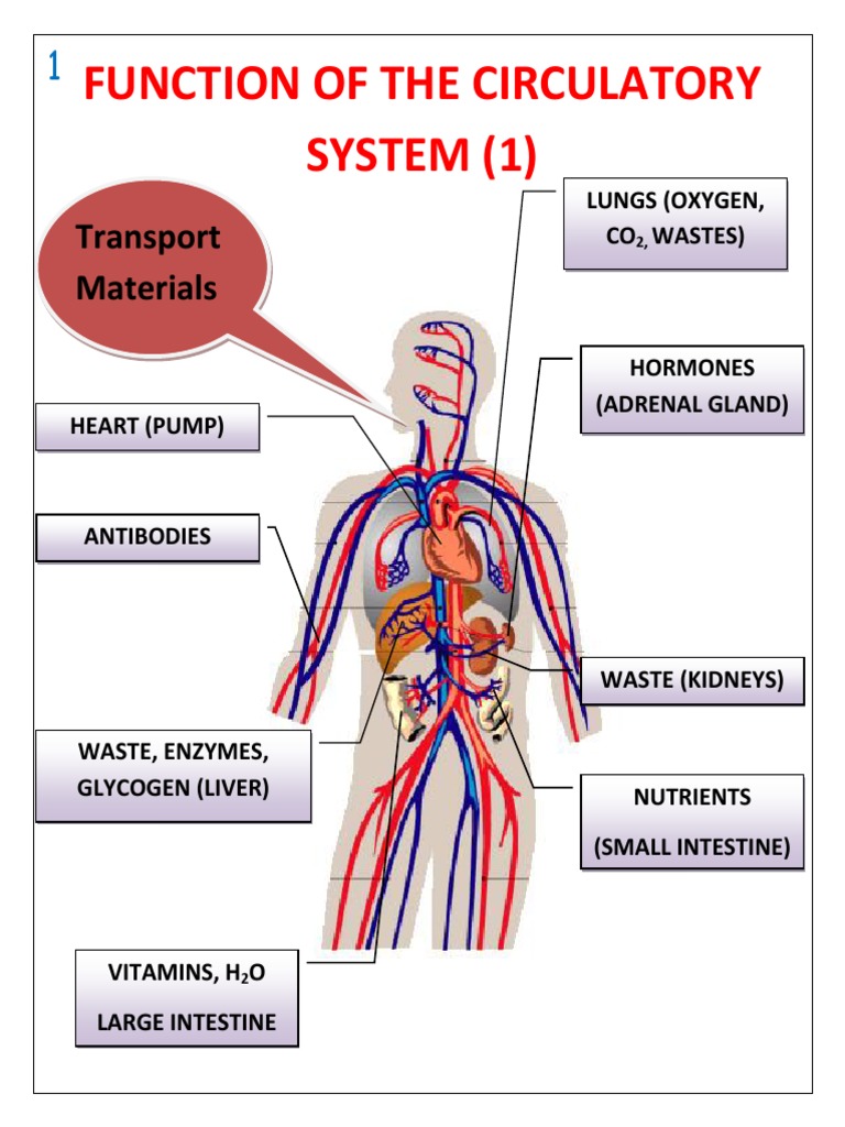 Circulatory System Lab | PDF | Blood | Heart