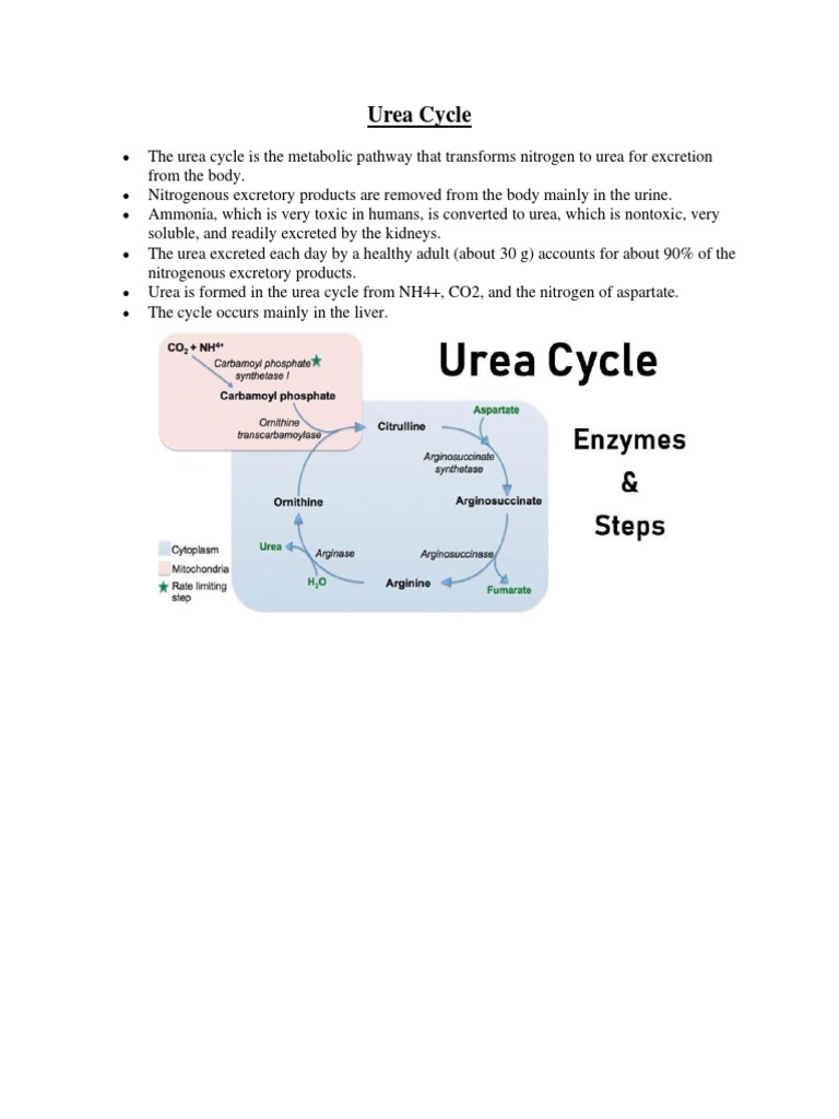 Urea Cycle | PDF | Adenosine Triphosphate | Urea