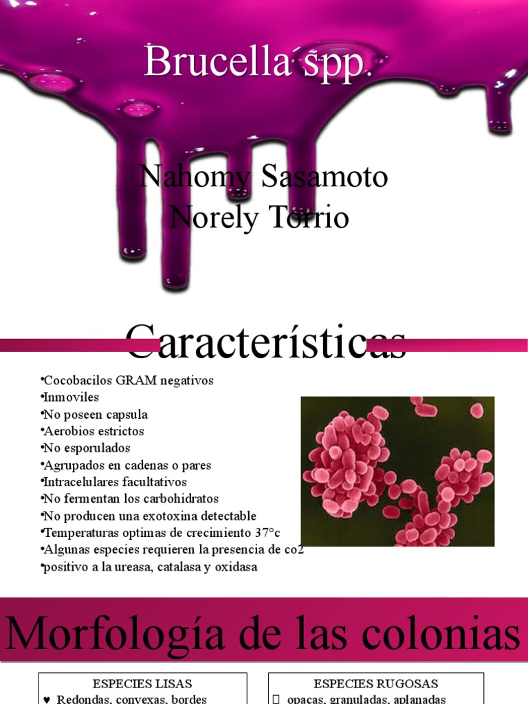 Brucella SPP | PDF | Ciencias de la Salud | Enfermedades y trastornos