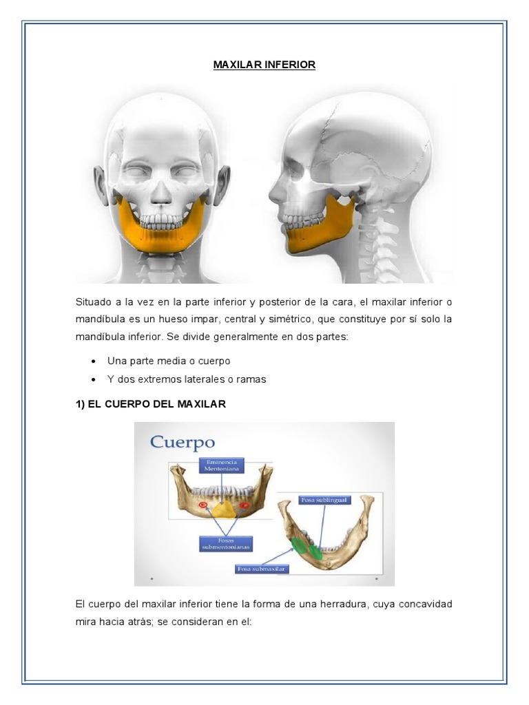 Maxilar Inferior 2 | PDF | Anatomía humana | Anatomía