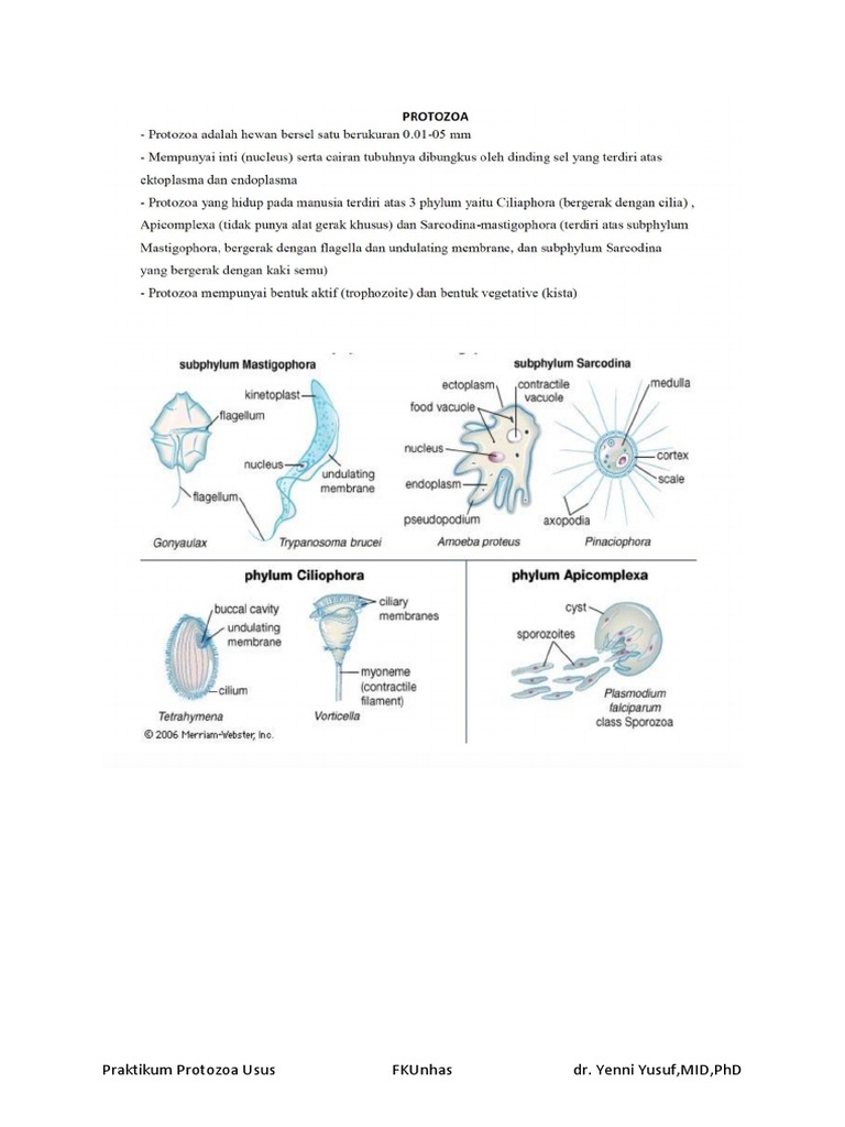 Preparat Protozoa Usus | PDF | Science & Mathematics