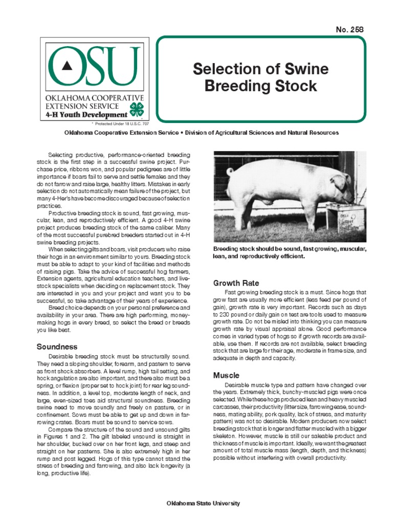 Selection of Swine Breeding Stock | PDF | Domestic Pig | Pig