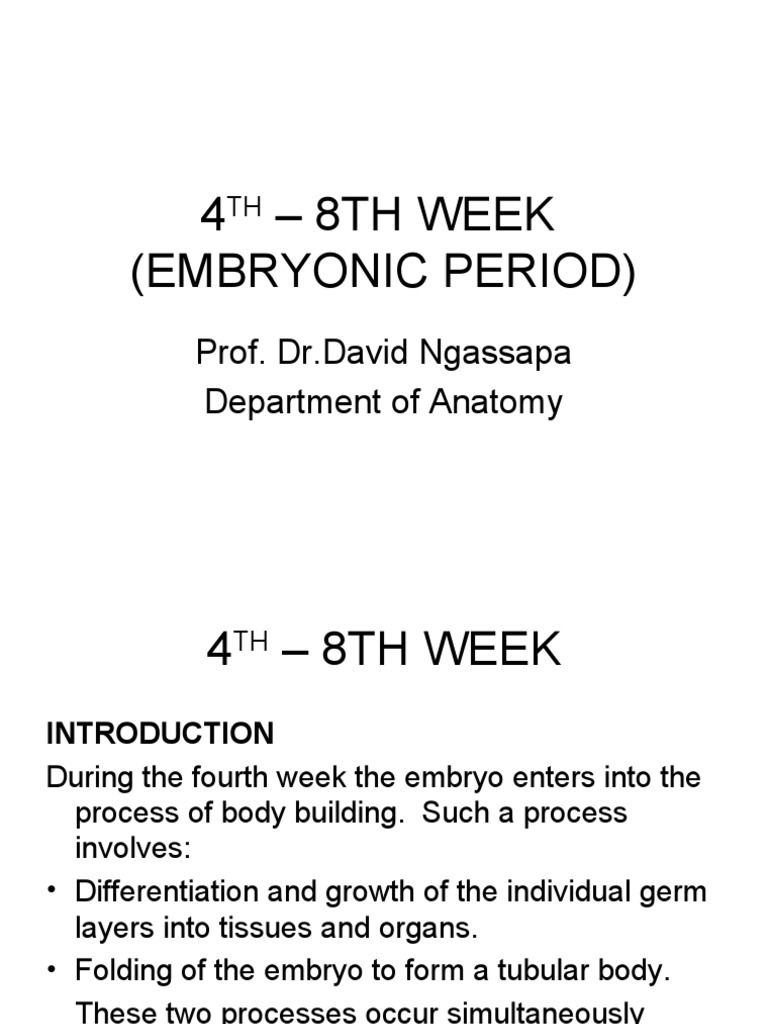 Embryonic Development: Weeks 4-8 Overview | PDF | Nervous System | Fetus