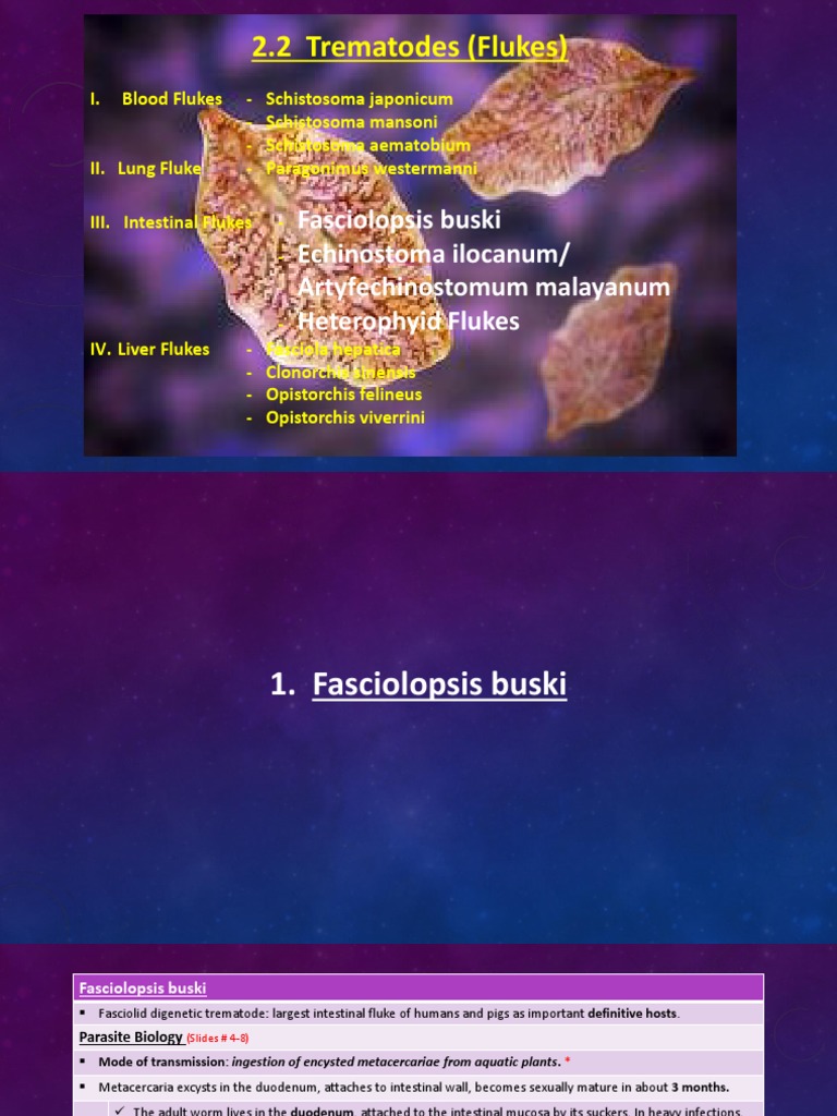 Parasitology - Trematodes - Intestinal & Liver Flukes | PDF | Liver ...