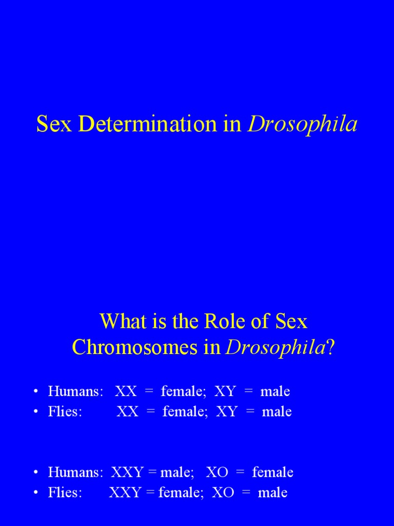 11 Sex Detm 11 Lect Ii This Is New Pdf Biology Organisms