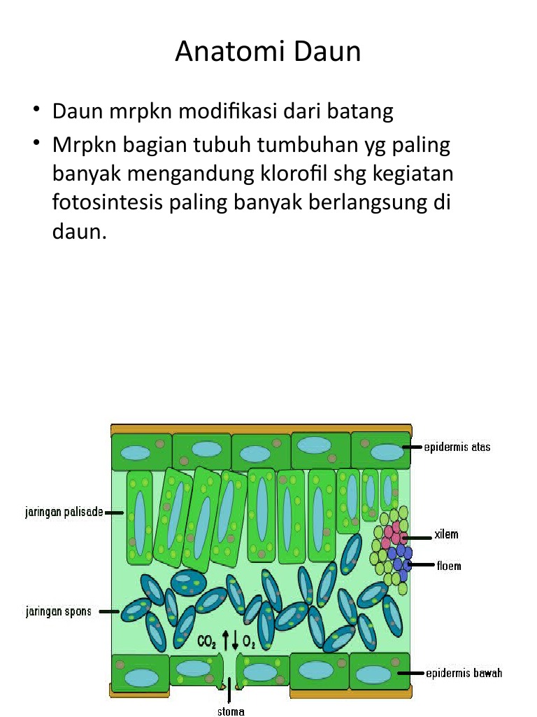 Struktur dan Fungsi Anatomi Daun | PDF