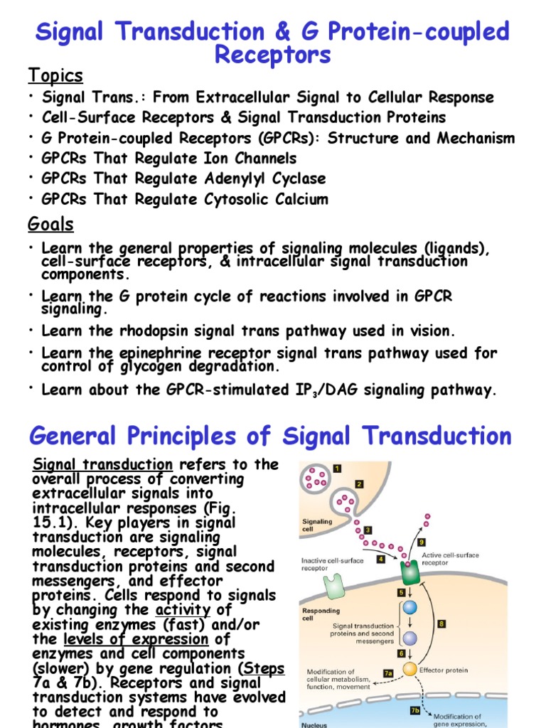 Signal Transduction & G Protein-Coupled Receptors: Topics | PDF ...