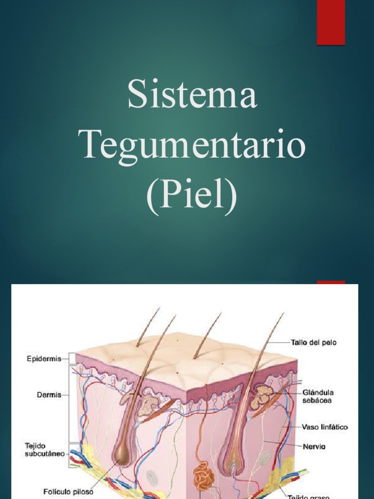 Sistema Tegumentario | PDF | Piel | Epidermis