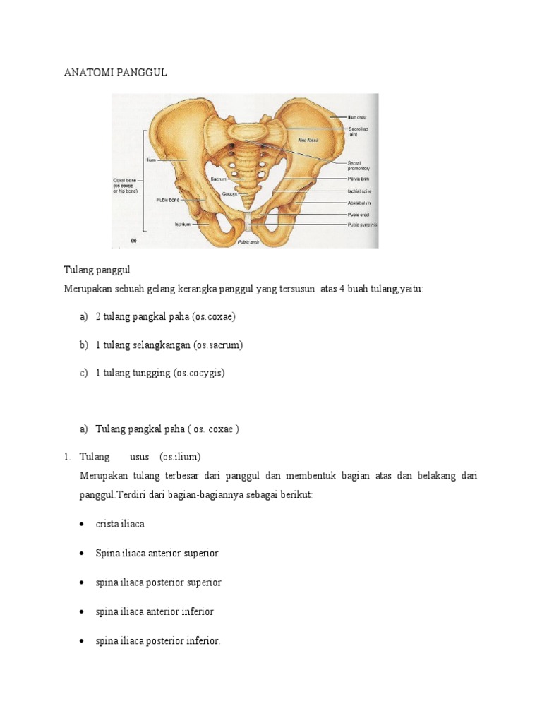 Anatomi Panggul Dan Kepala Bayi | PDF