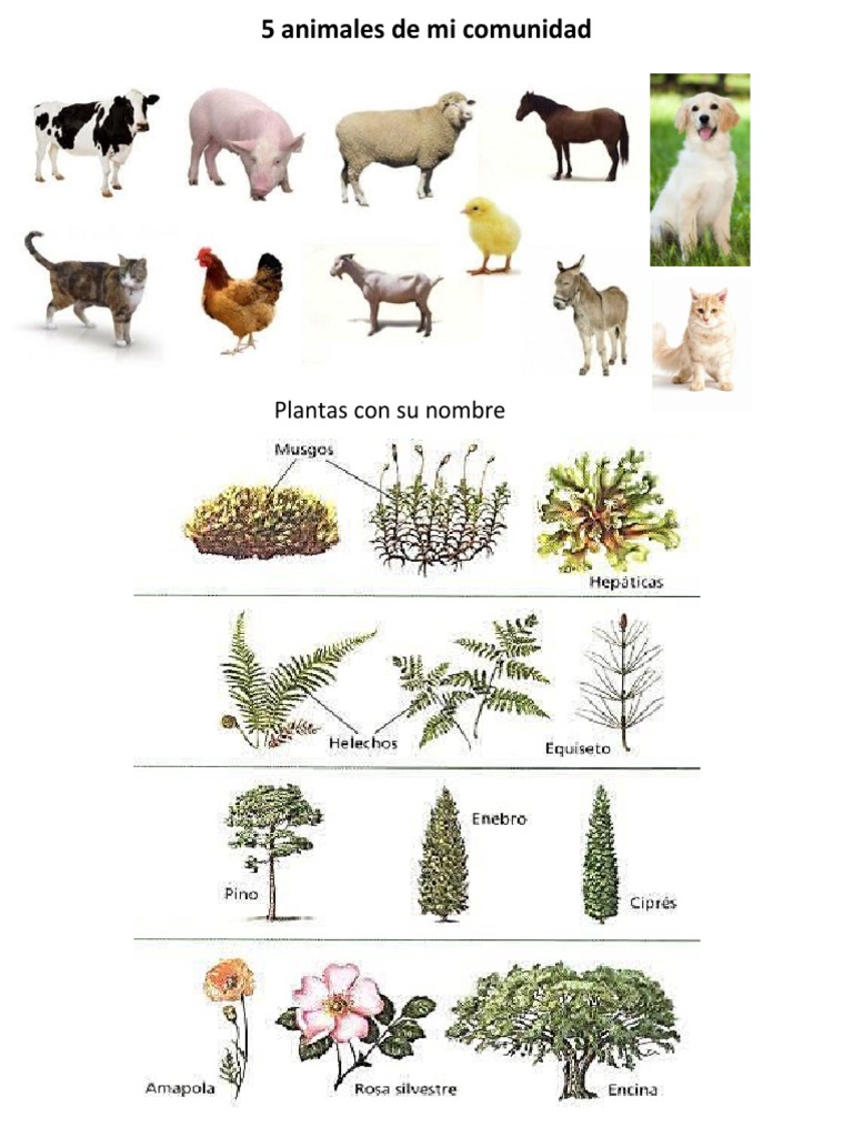 5 Animales de Mi Comunidad y 5 Plantas | PDF