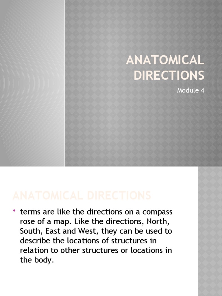 Anatomical Directions | PDF | Anatomical Terms Of Location | Vertebra