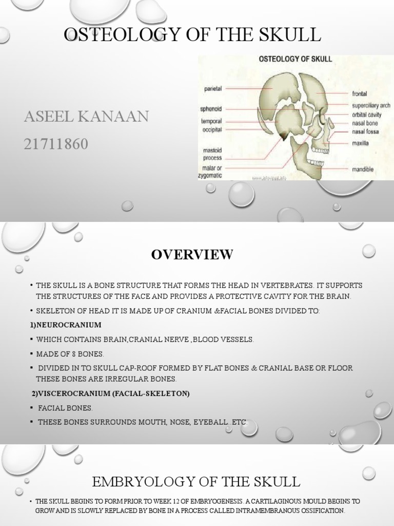 Osteology of The Skull | PDF | Skull | Human Nose
