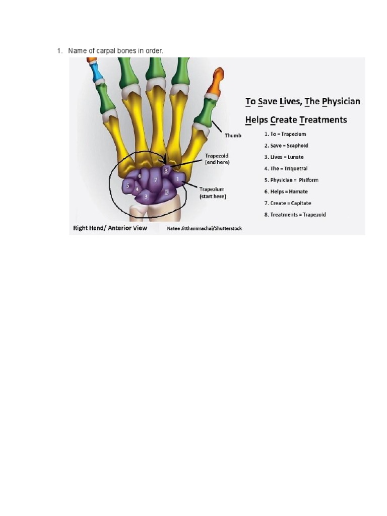 Anatomy of Upper Limb | PDF
