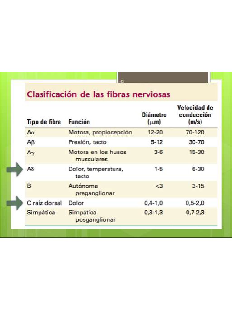 Clasificacion de Las Fibras Nerviosas | PDF