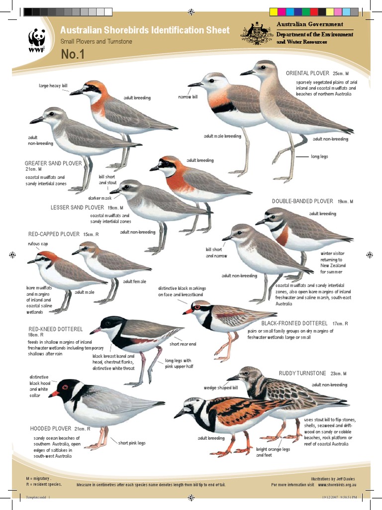 Australian Shorebirds Identification Sheet: Small Plovers and Turnstone ...