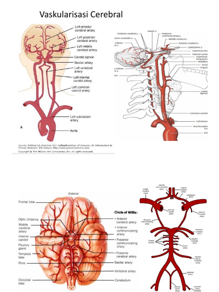 Vaskularisasi Otak | PDF
