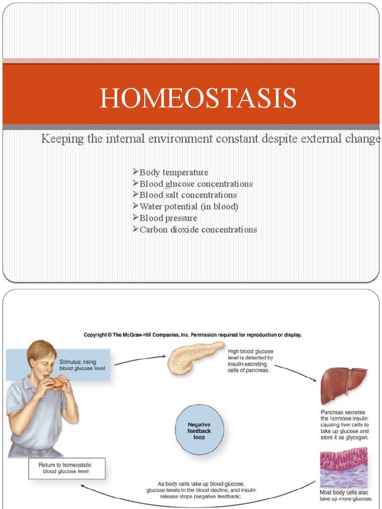 Homeostasis: Keeping The Internal Environment Constant Despite External ...