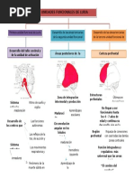 Lobulo de La Insula | PDF | Corteza Insular | Lóbulo temporal