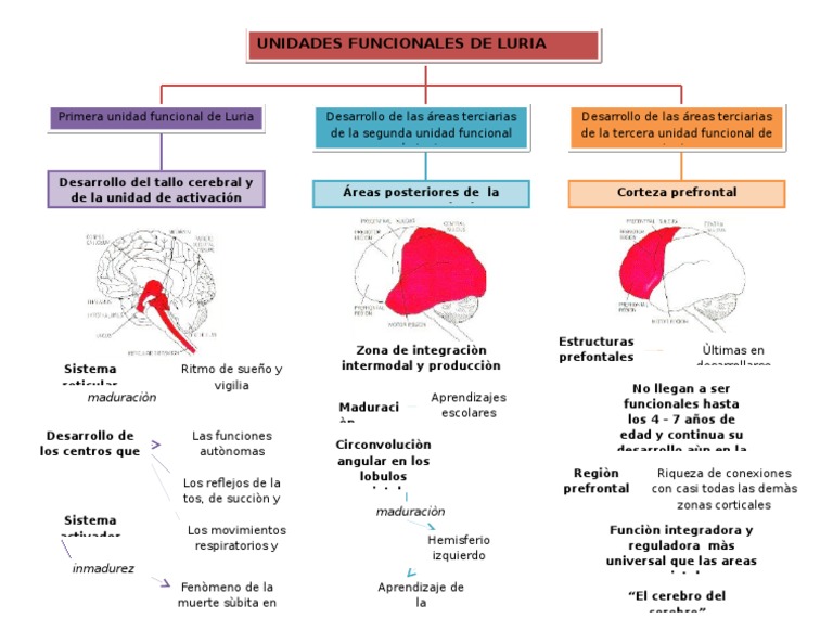 Mapa de Las Unidades Funcionales de Luria | PDF | Cerebro | Corteza ...