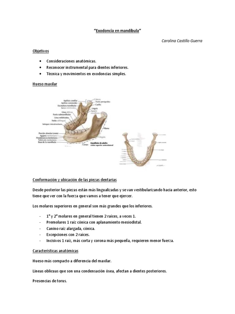 Exodoncia Mandibular: Técnica y Consideraciones | PDF | Diente | Boca