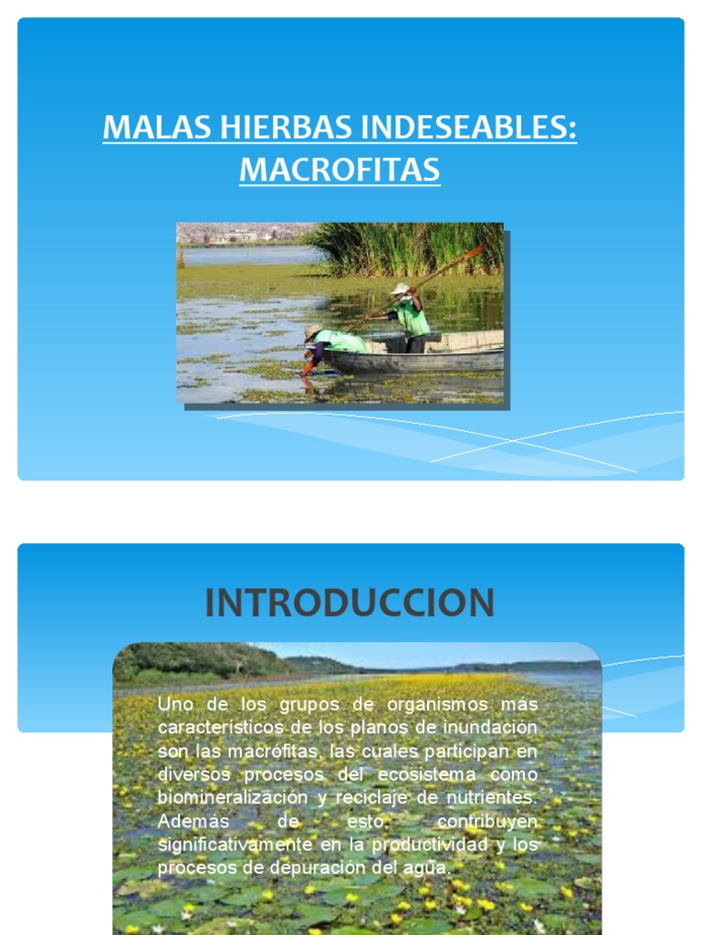 Impacto y manejo de macrófitas acuáticas | PDF | Agua | Riego