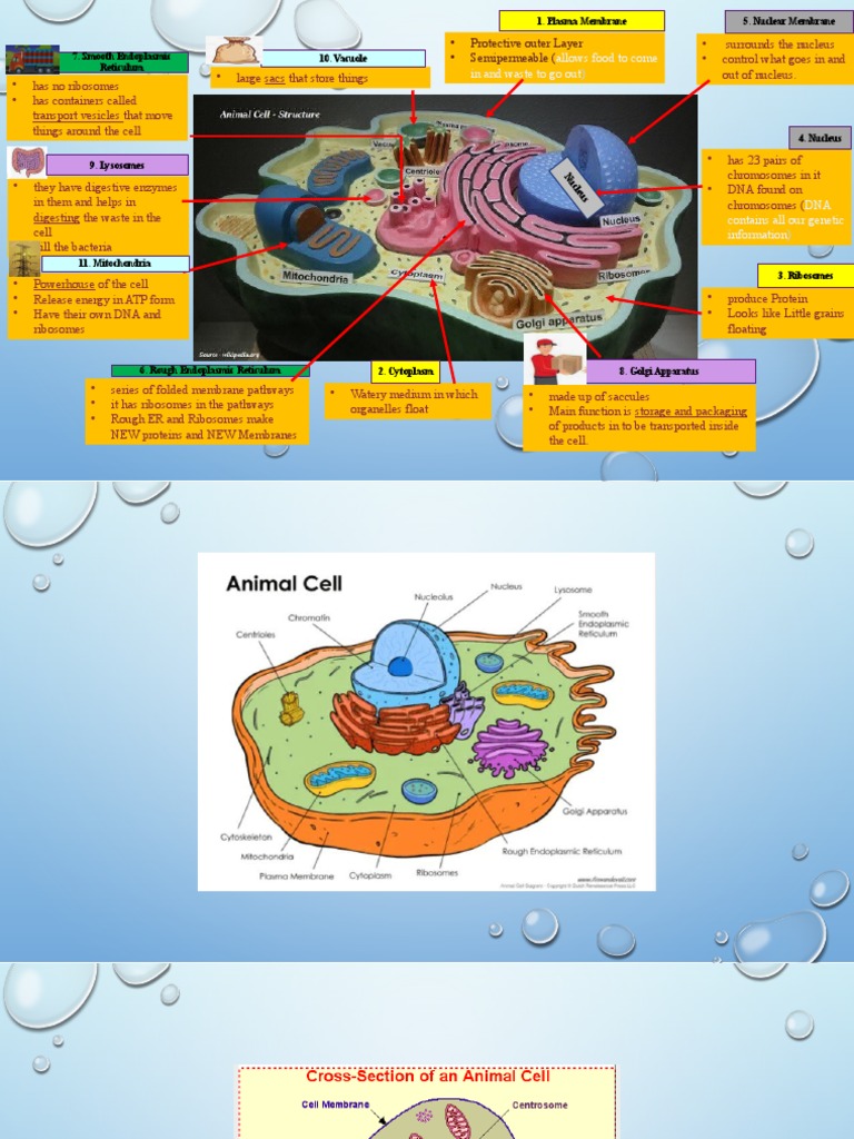 DRAFT Animal Cell and Functions | PDF | Endoplasmic Reticulum | Cell ...