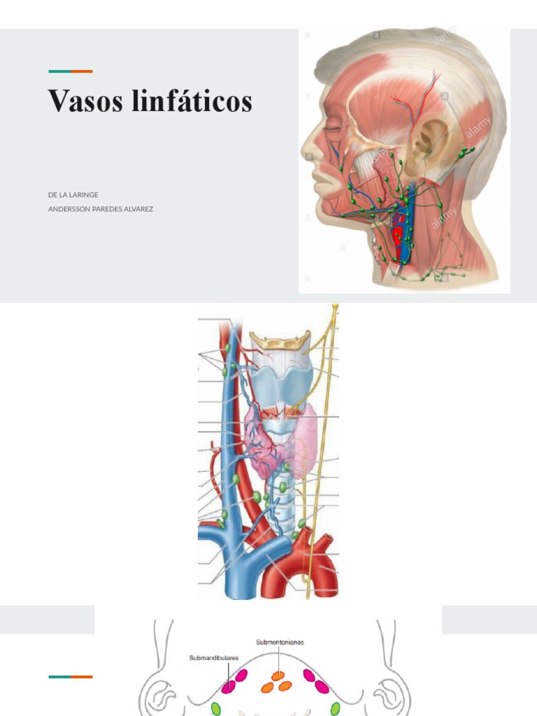 Vasos Linfáticos - Laringe - Uns | PDF | Laringe | Ganglio linfático
