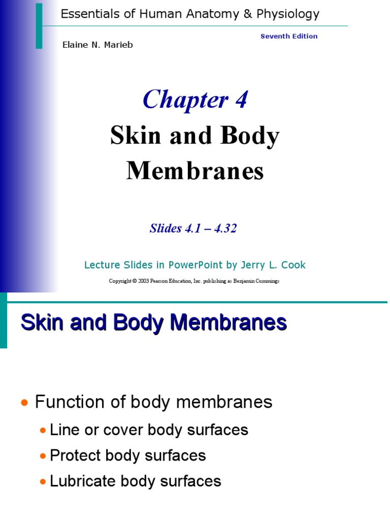 Anaphy - Chapter-4-Skin and Membranes | PDF | Skin | Epithelium